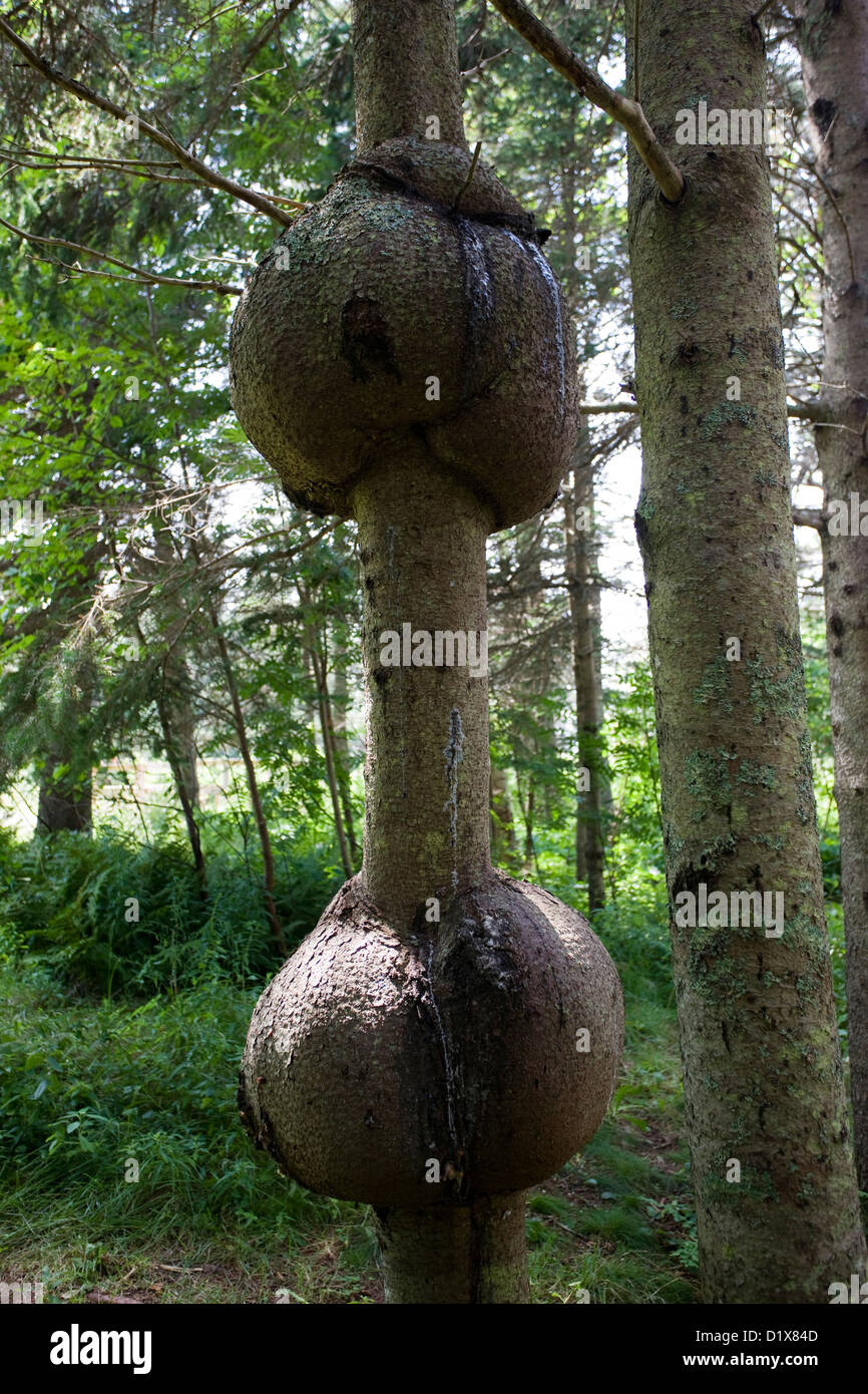 Strange round tumour like growths in a tree trunk wood Stock Photo - Alamy