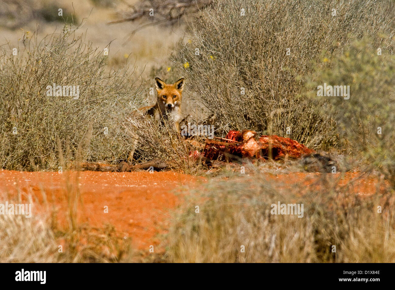 Fox with road kill carcass - dead kangaroo - among tall grasses in the ...