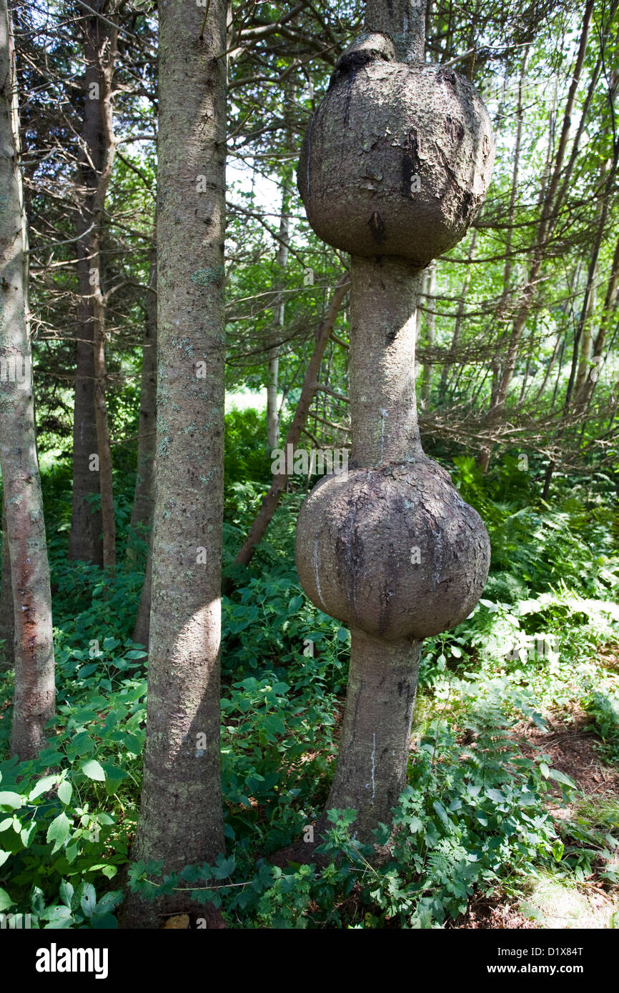 Strange round tumour like growths in a tree trunk wood Stock Photo - Alamy