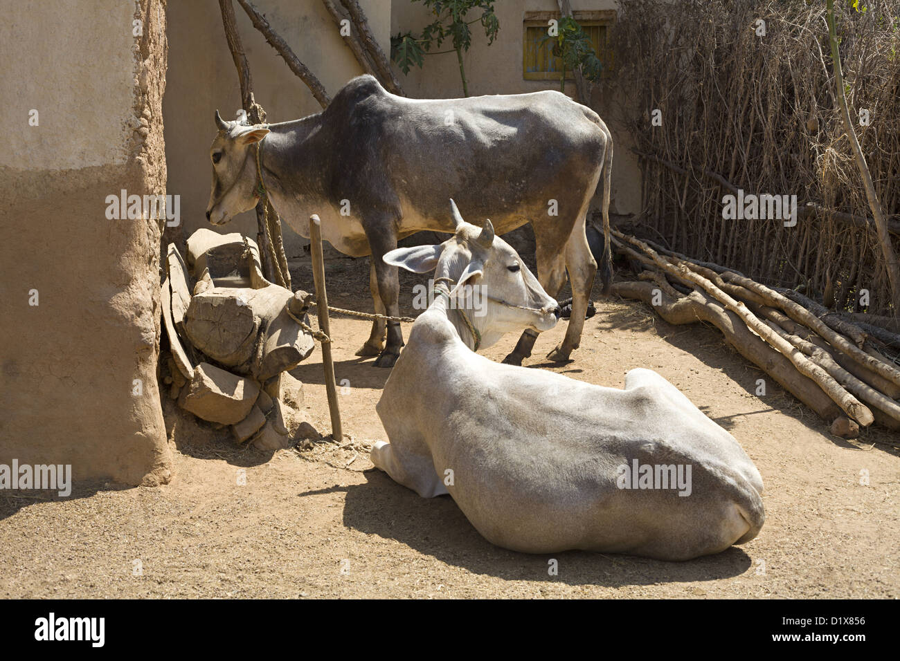 Cattle resting in shed Stock Photo - Alamy