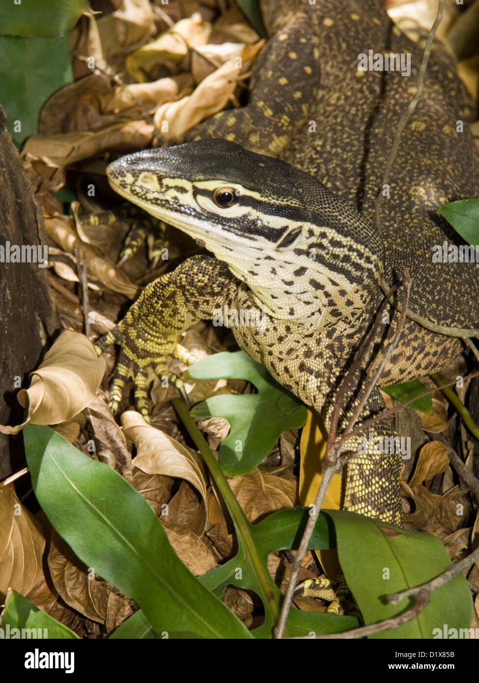 Close up of an Australian goanna, a lace monitor lizard, in the wild ...