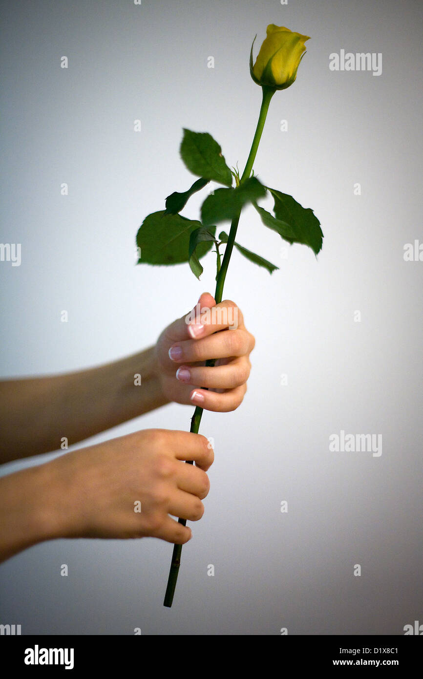 Female hand with yellow rose Stock Photo - Alamy
