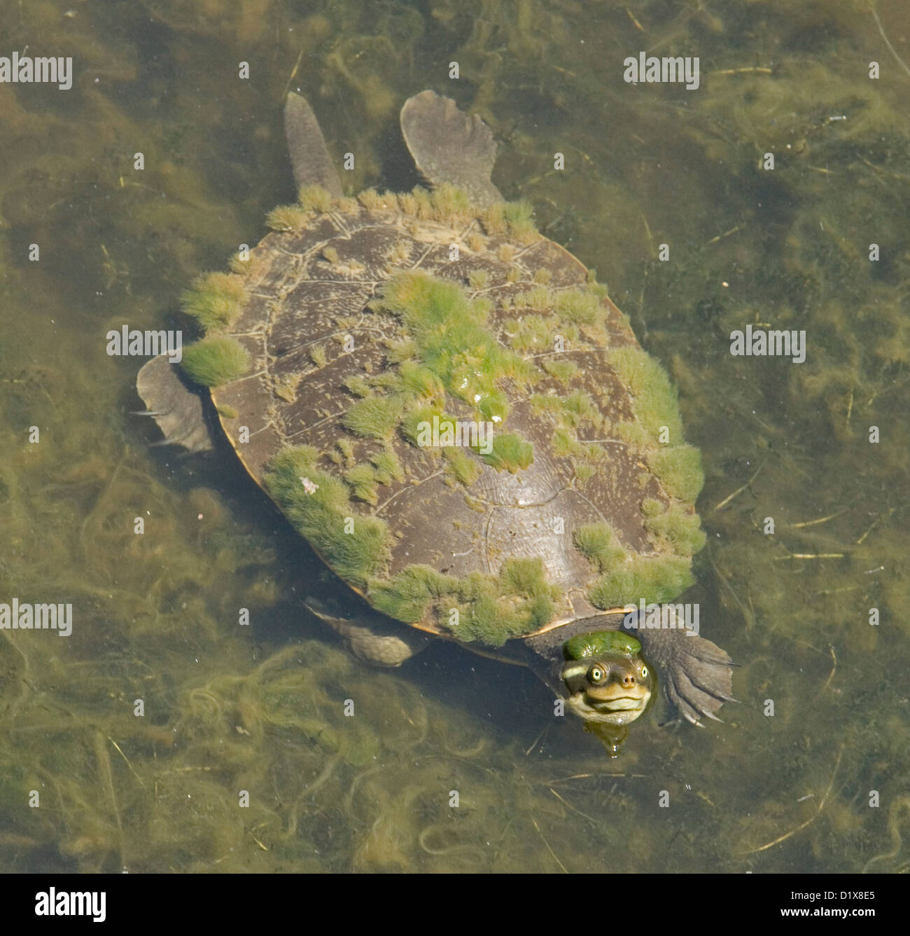 Tondoon botanic gardens hi-res stock photography and images - Alamy