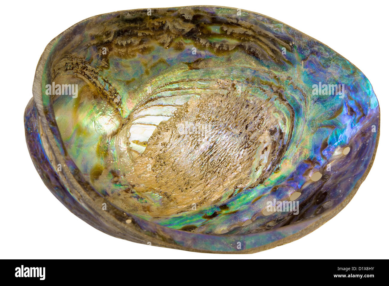 Abalone shell hi-res stock photography and images - Alamy