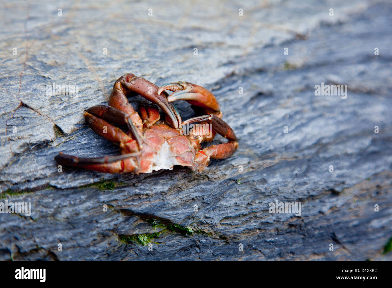 Small broken crab shell on the rocks Stock Photo - Alamy