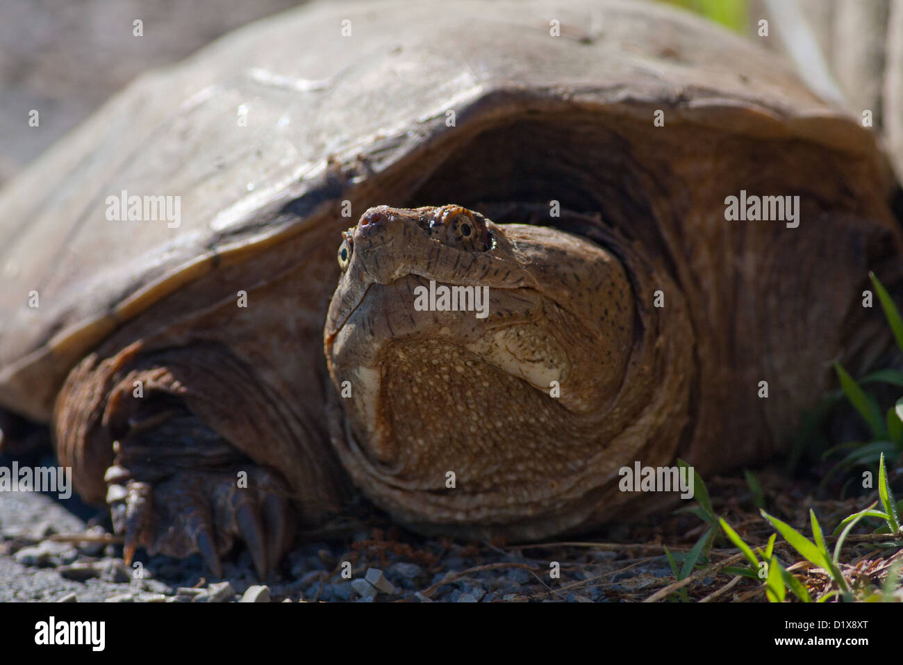Snapping turtle portrait hi-res stock photography and images - Alamy