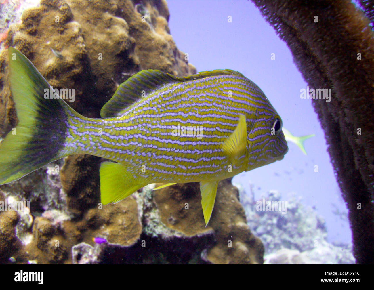 tropical fish on a tropical reef Stock Photo - Alamy