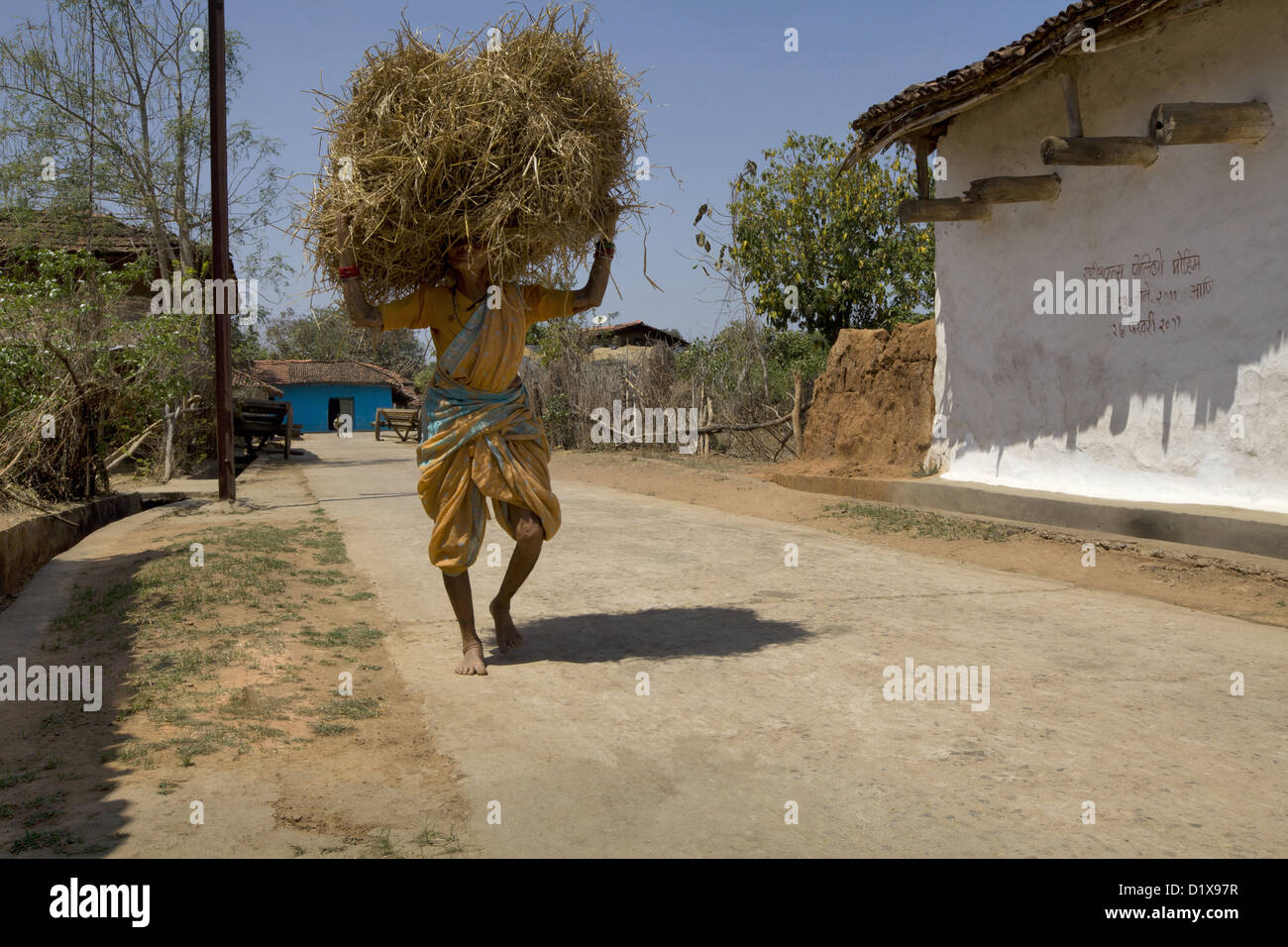 Tribal woman carrying hay bundle on head, Gond tribe, Gadchiroli ...