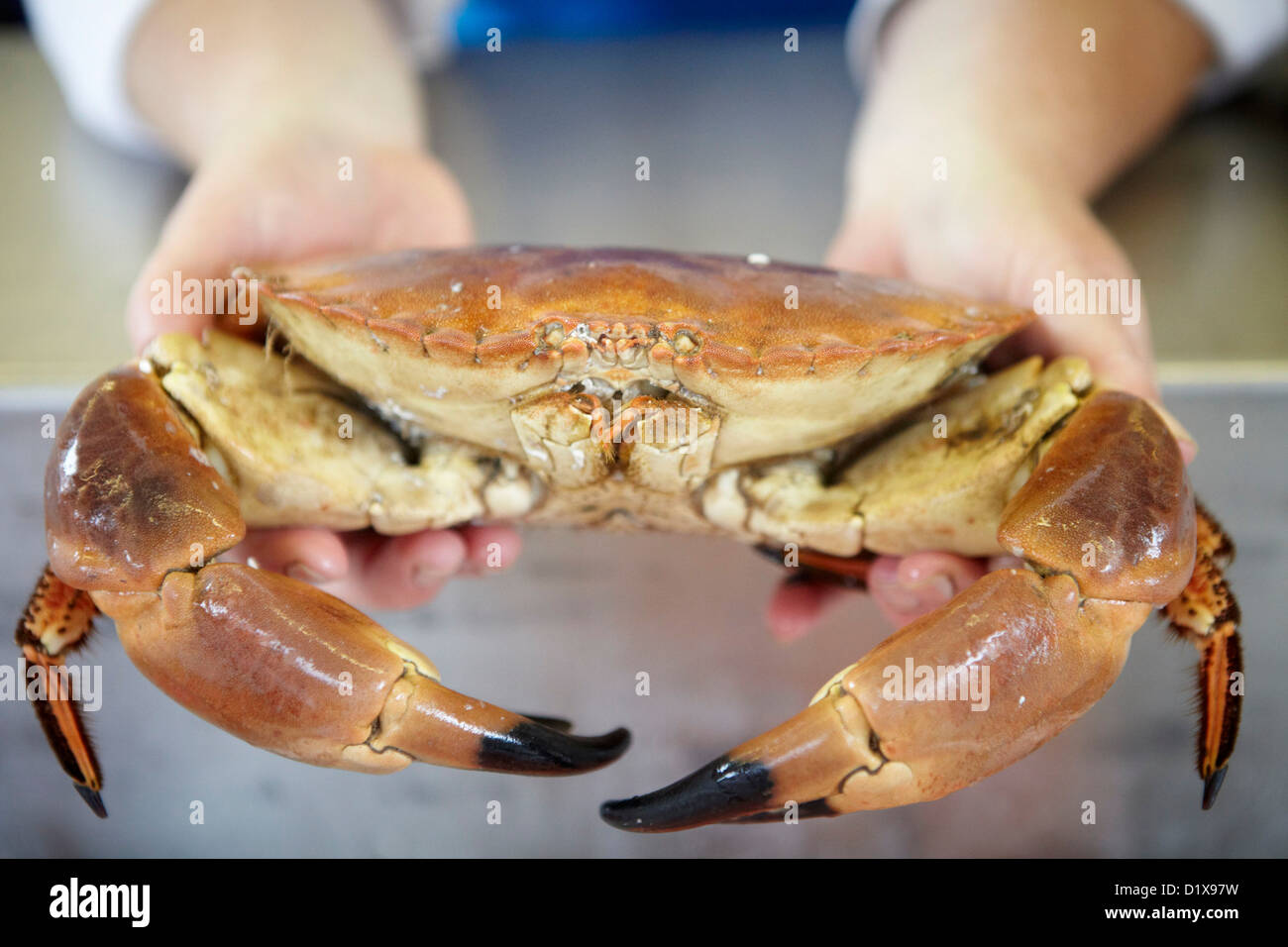 Fishmonger seafood hi-res stock photography and images - Alamy