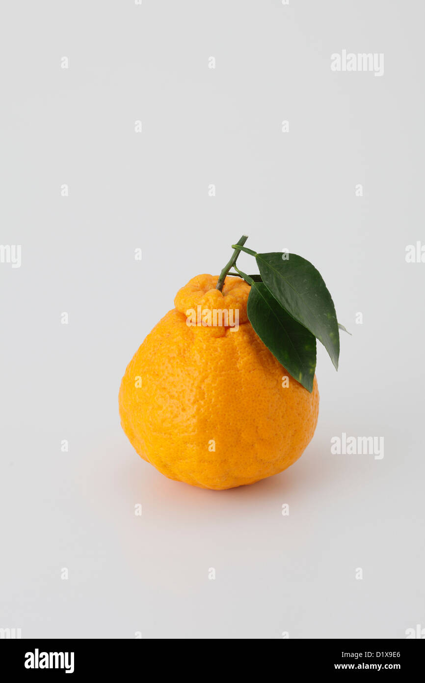 Dekopon [citrus fruit] hi-res stock photography and images - Alamy