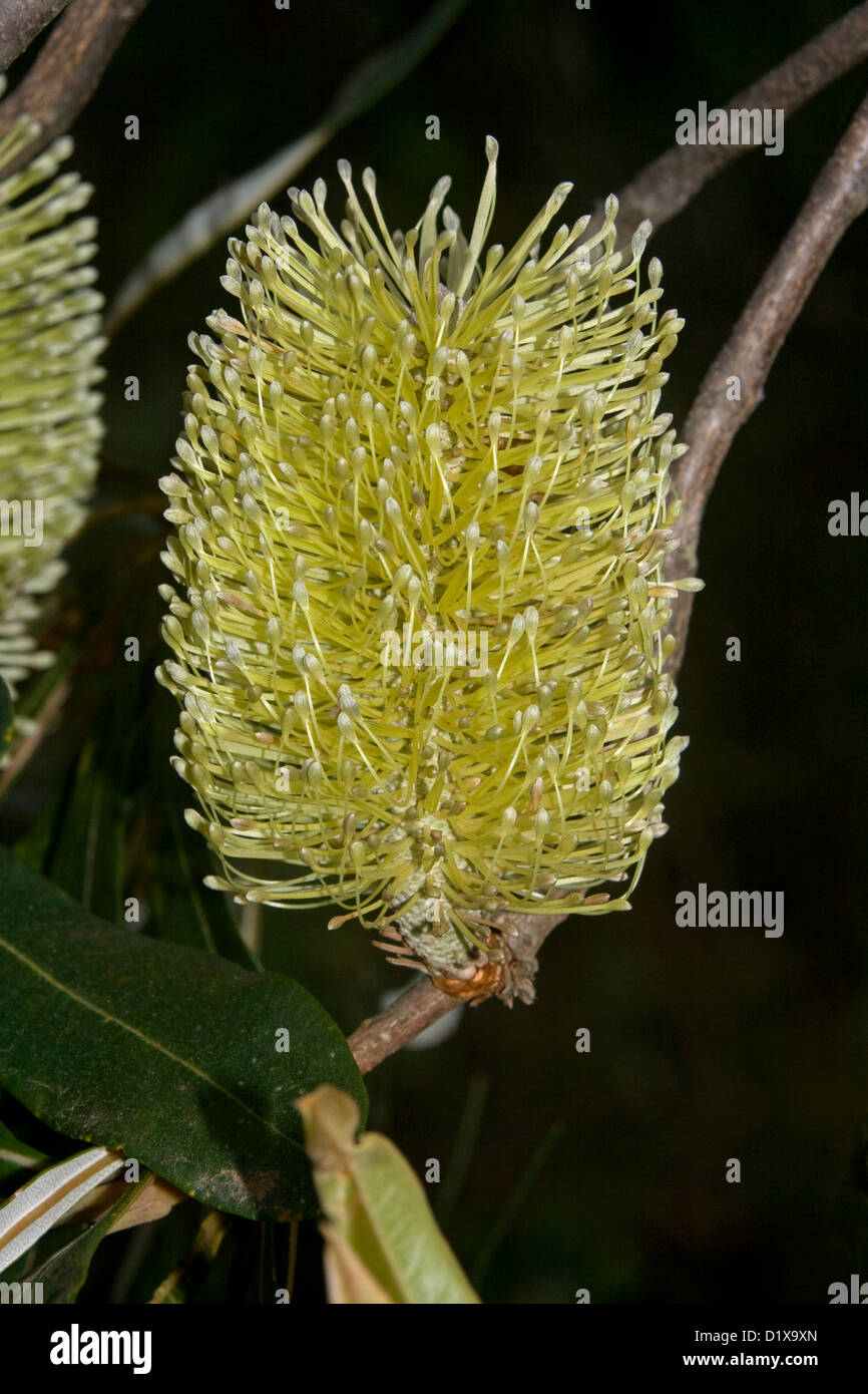 Yellow / green flower of Banksia robur - growing in Tuan state forest ...
