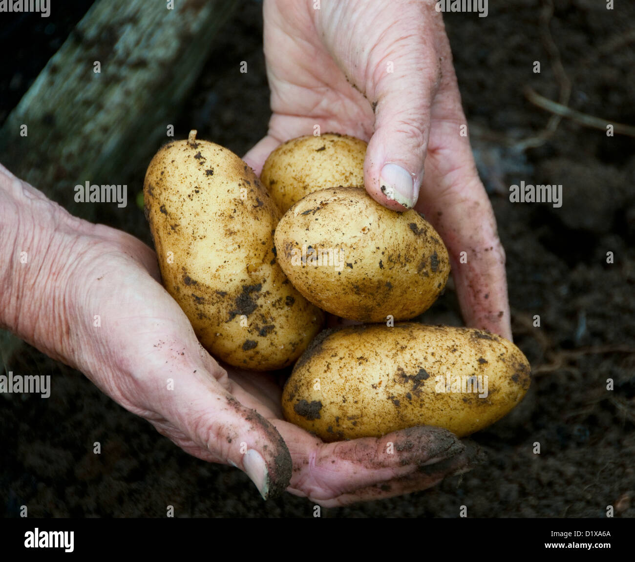 Lifting potato hi-res stock photography and images - Alamy