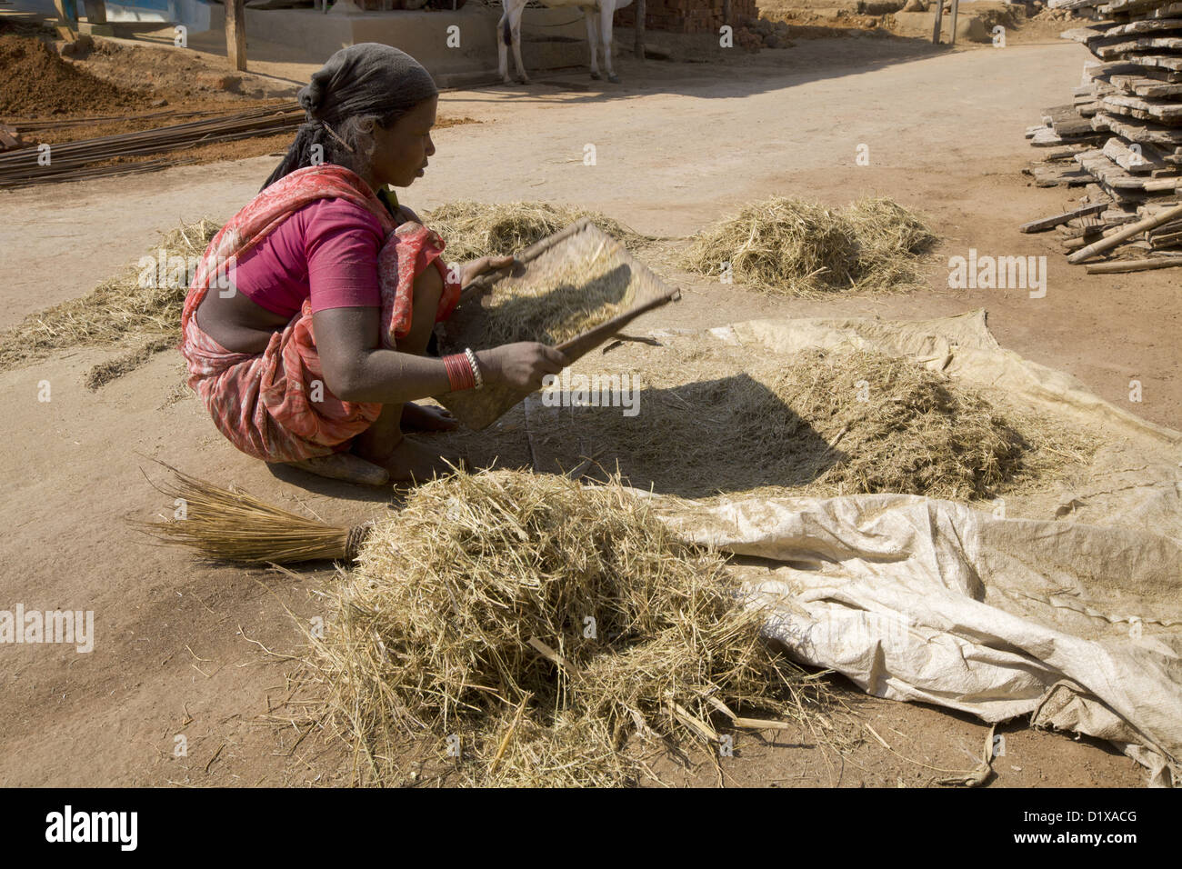 Woman winnowing , Gond tribe, Gadchiroli, Maharashtra, India Stock ...