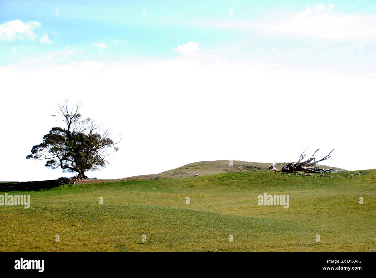 Hawkes Bay Farm For Sale at Richard Sayles blog