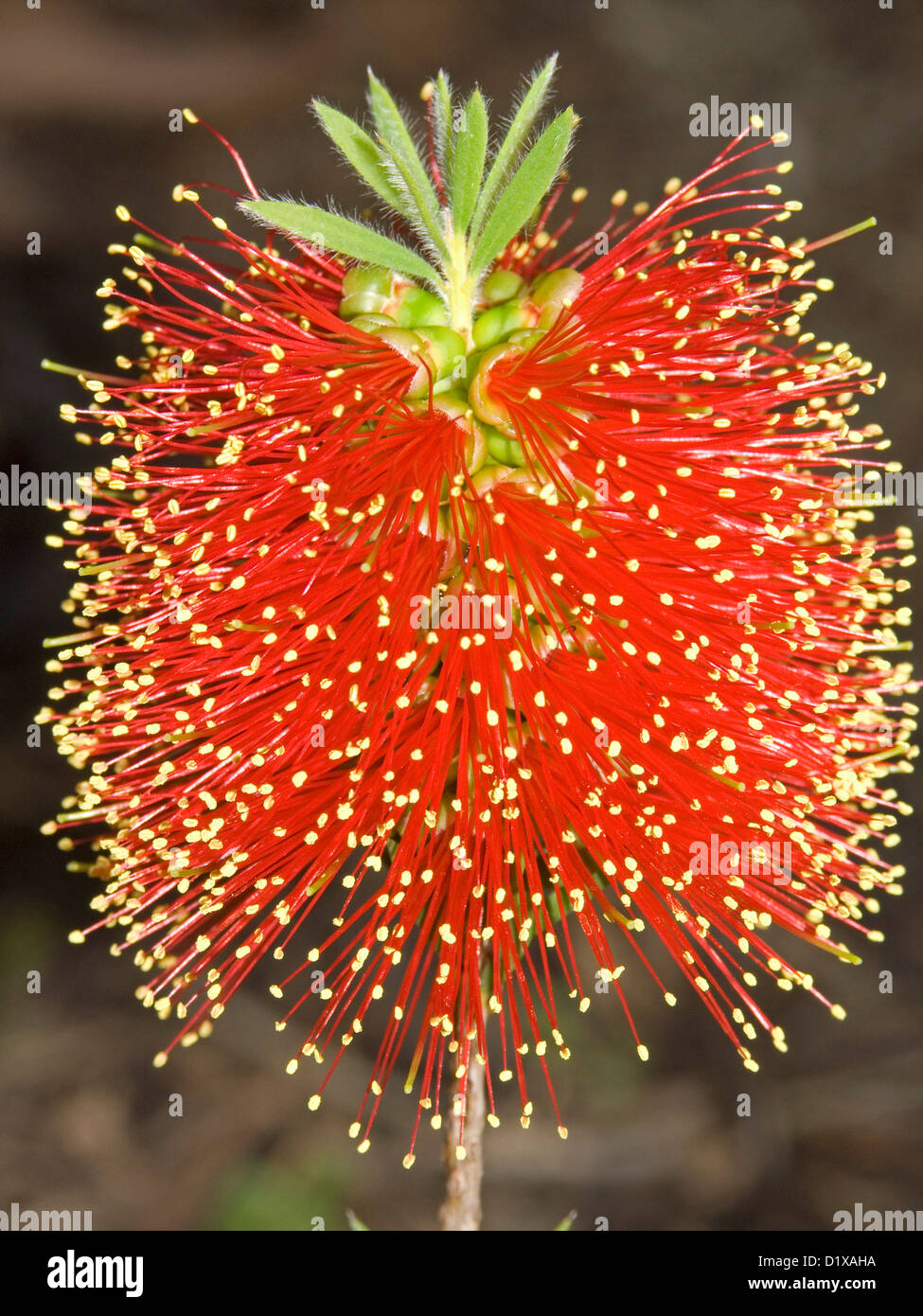 Bright red flower of Callistemon cultivar 'Rocky Rambler' - bottlebrush ...