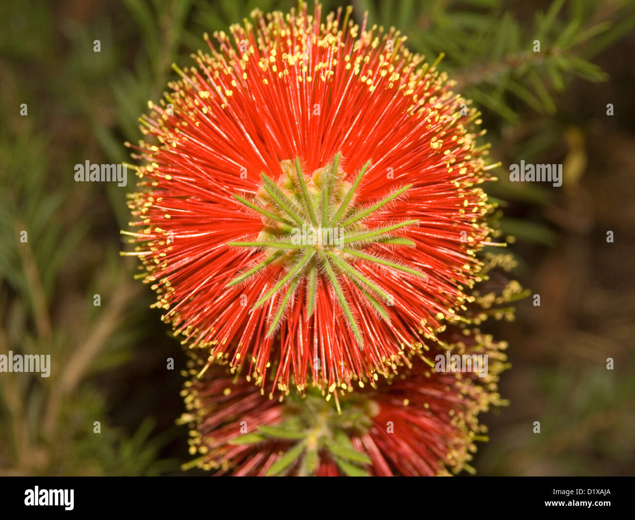 Spectacular shot of vivid red flower of Callistemon 'Rocky Rambler ...