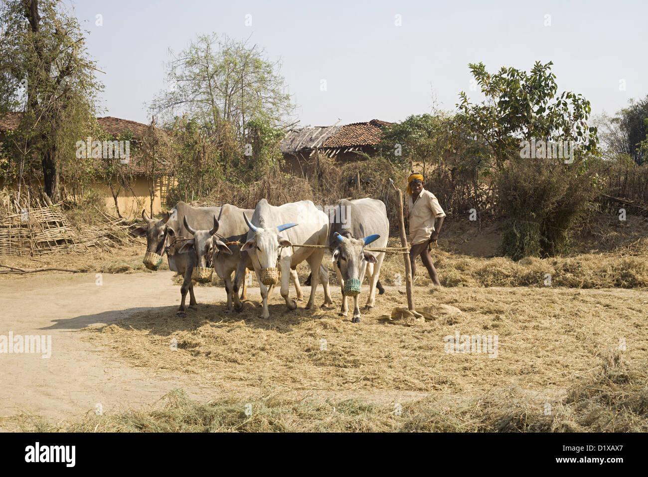India farmer cow hi-res stock photography and images - Alamy