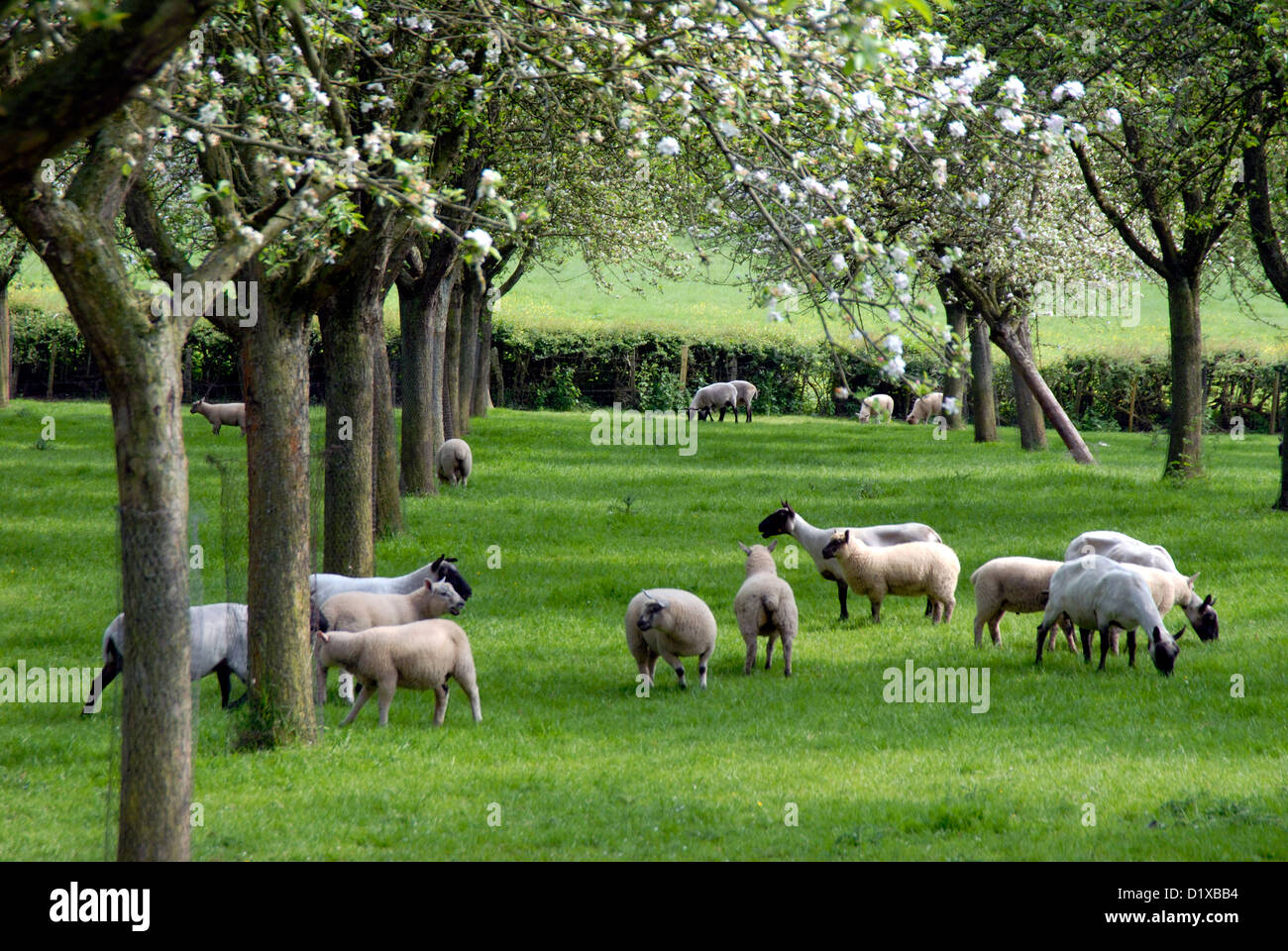 Sheep uk orchard hi-res stock photography and images - Alamy