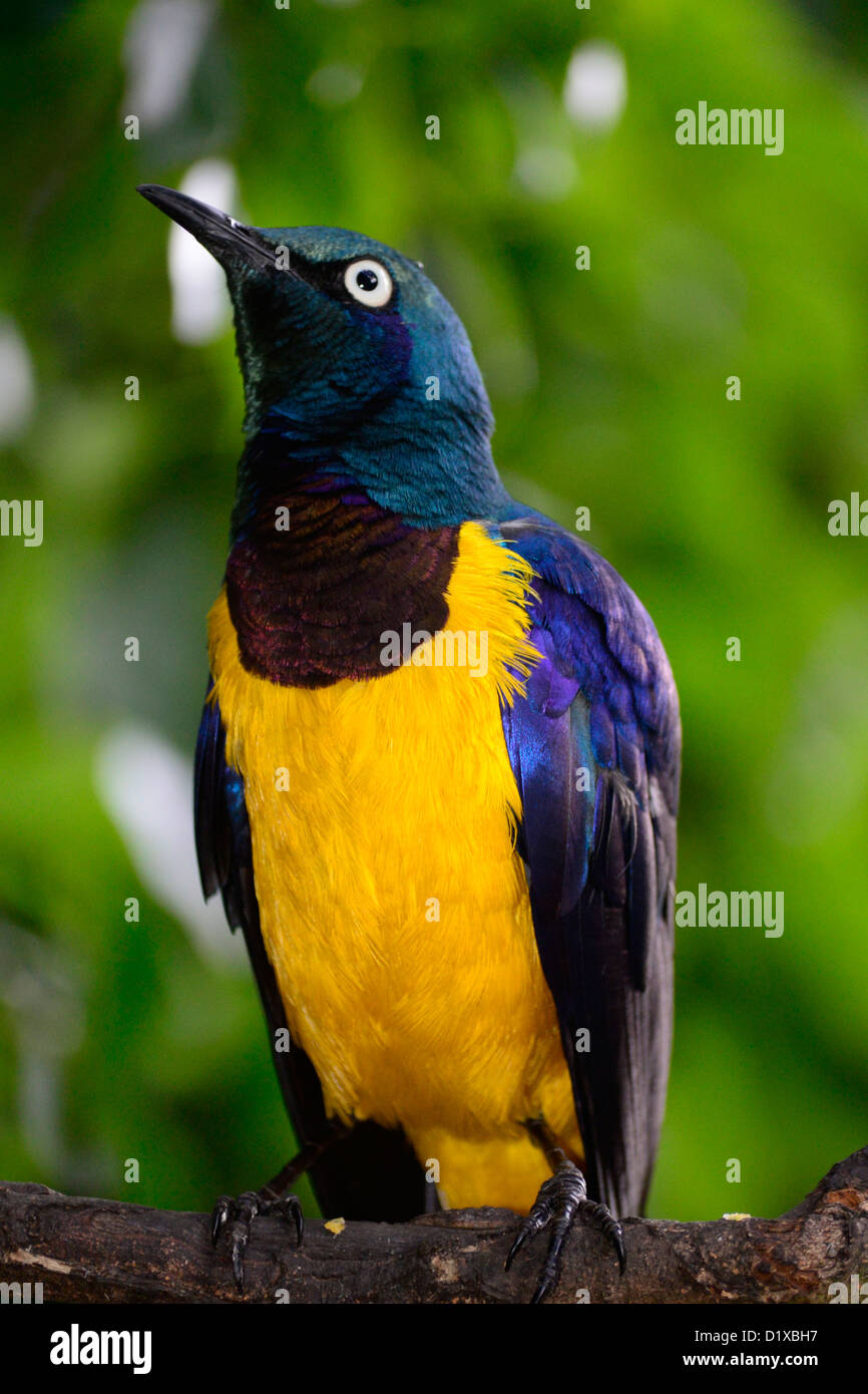 Splendid starling portrait in Birds of Eden, Garden Route, South Africa ...