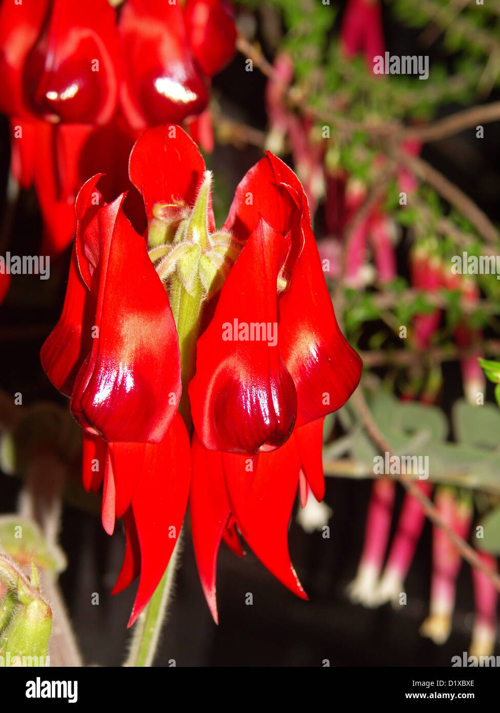 Cluster of bright red flowers of Swainsona formosa - Sturt's desert pea ...