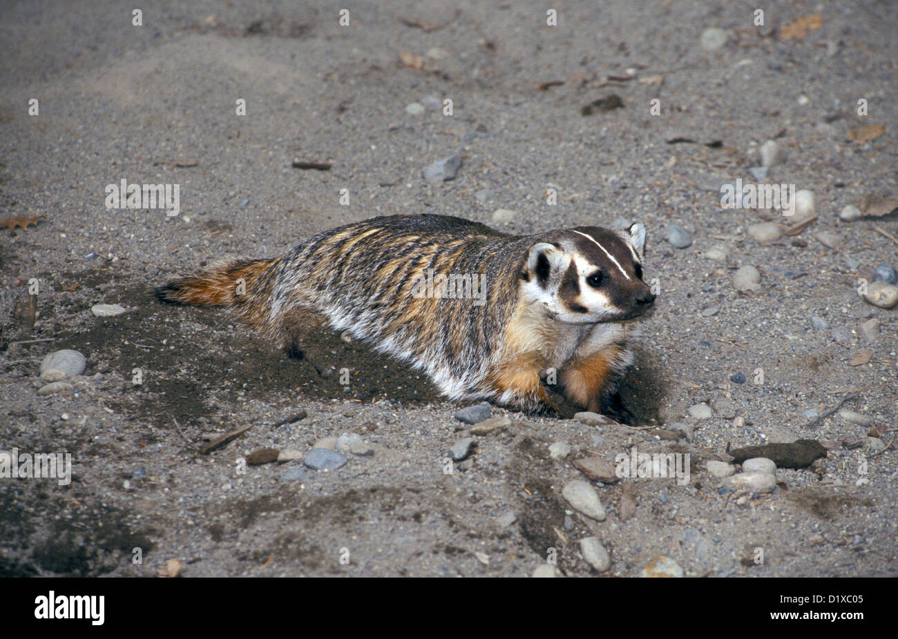 Sneaky predator hi-res stock photography and images - Alamy