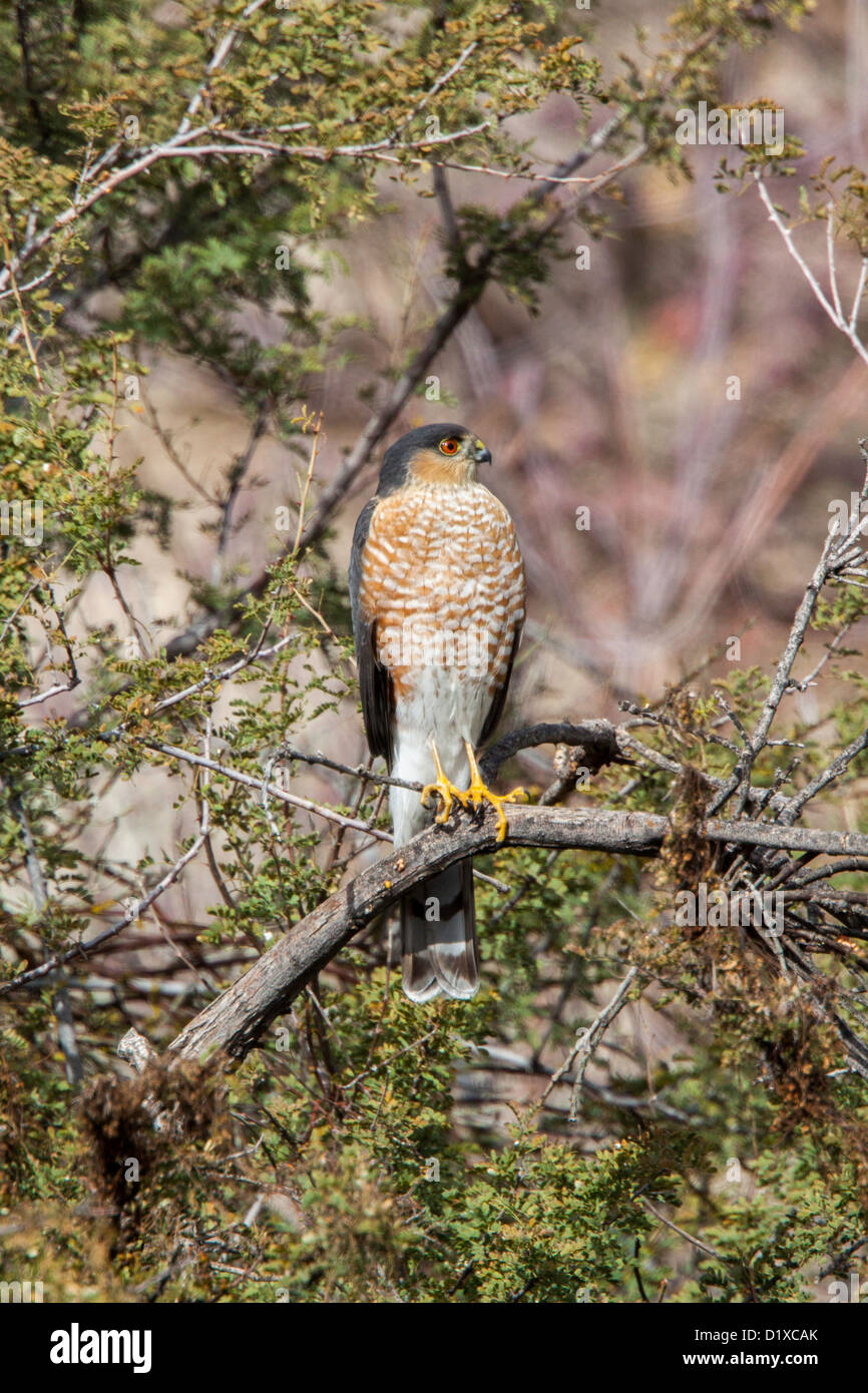 Sharp-shinned Hawk Accipiter striatus Tucson, Pima County, Arizona ...