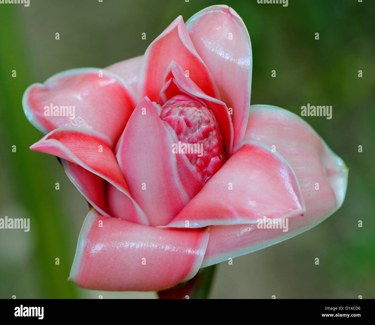 Ornamental ginger hi-res stock photography and images - Alamy