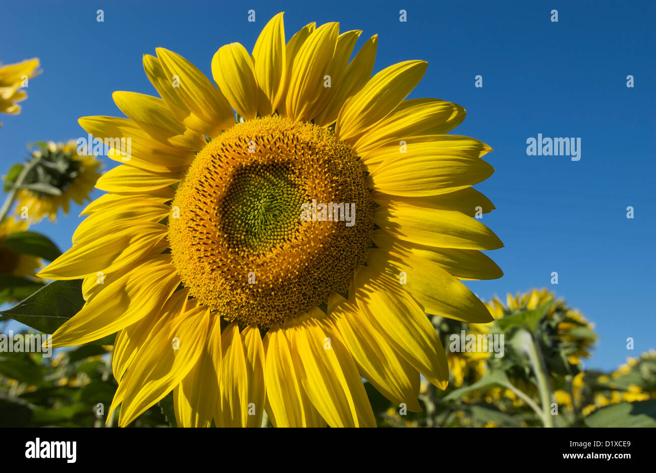Sunflower seeds helianthus annuus snack hi-res stock photography and ...