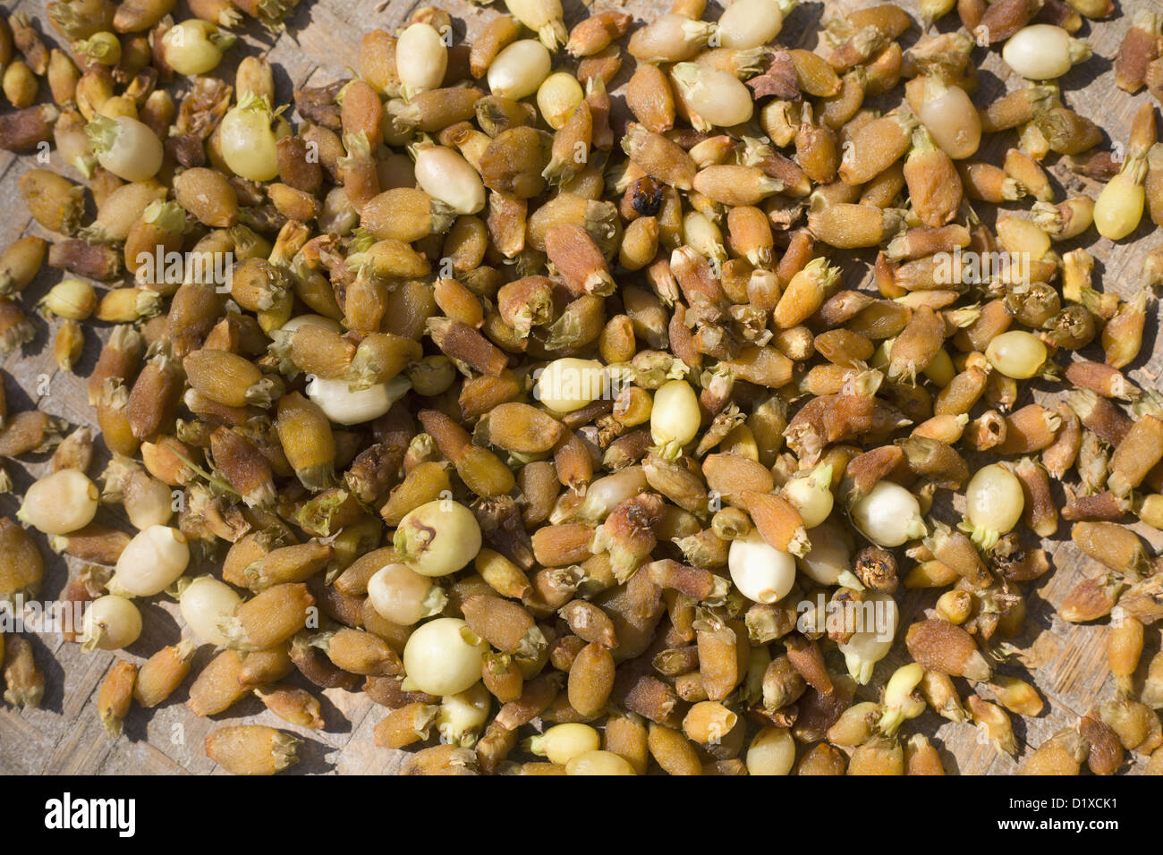 Mahua flowers hi-res stock photography and images - Alamy