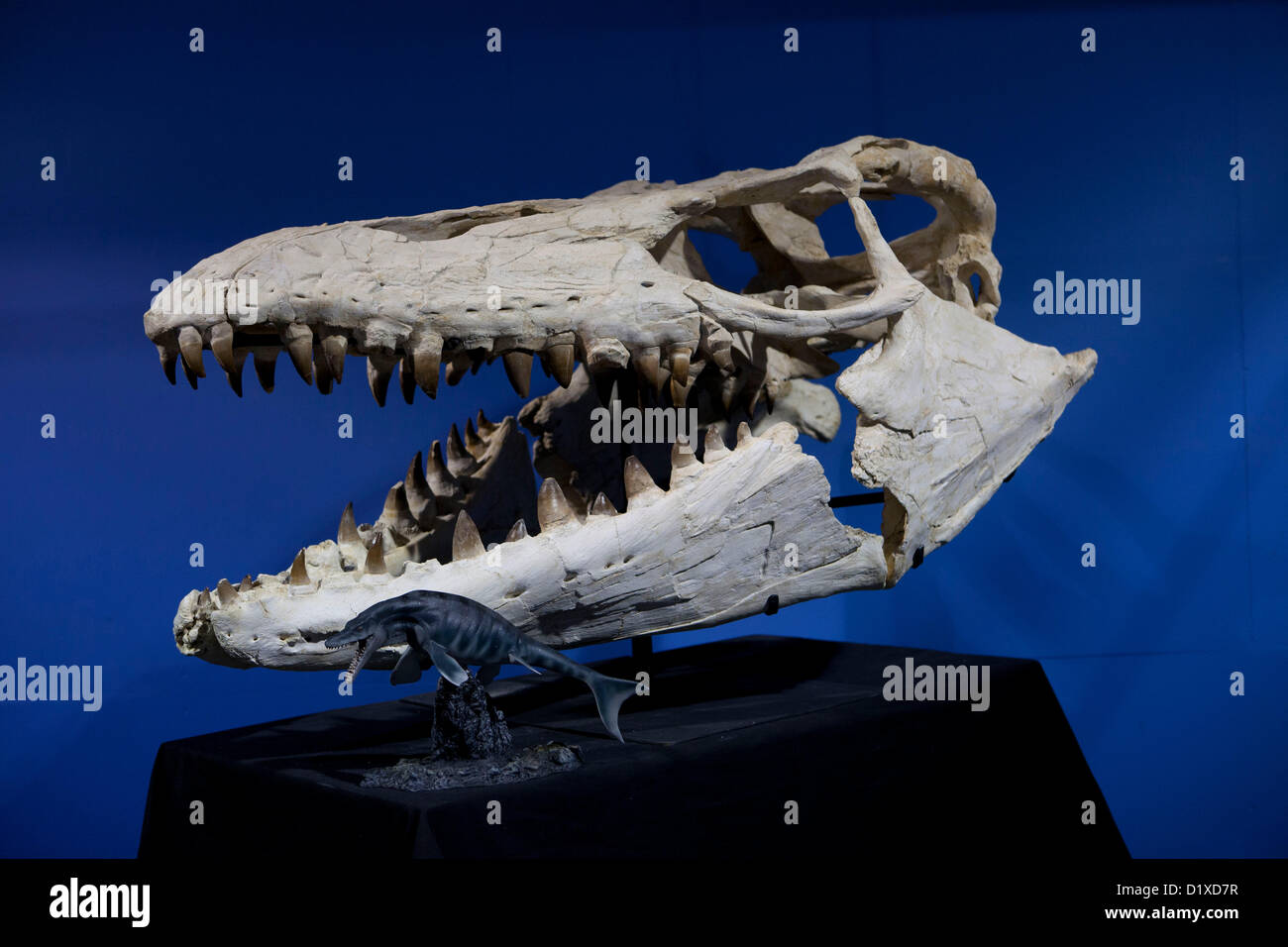 Prognathodon hi-res stock photography and images - Alamy