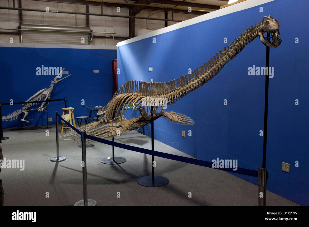 Zarafasaura hi-res stock photography and images - Alamy