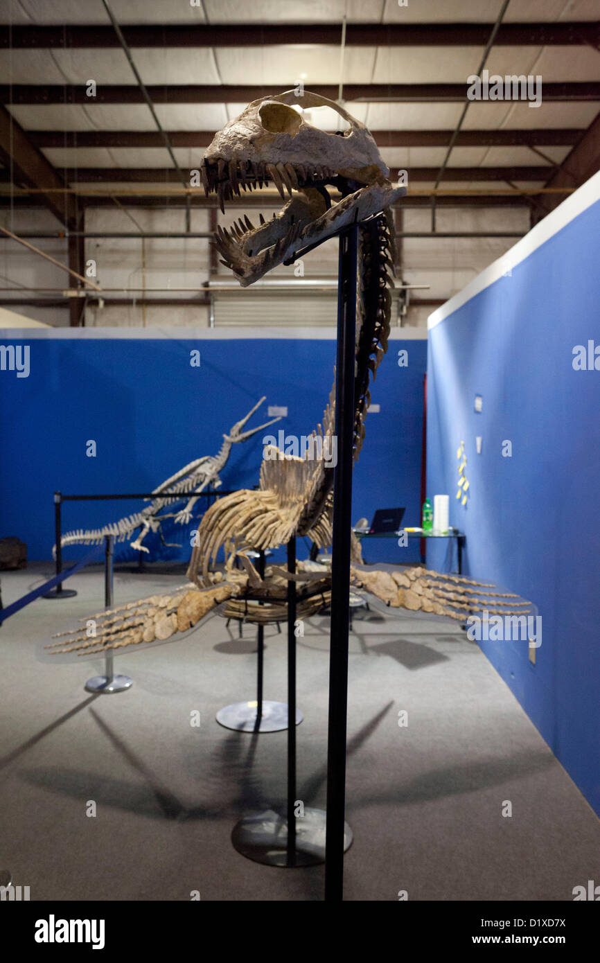 Zarafasaura hi-res stock photography and images - Alamy
