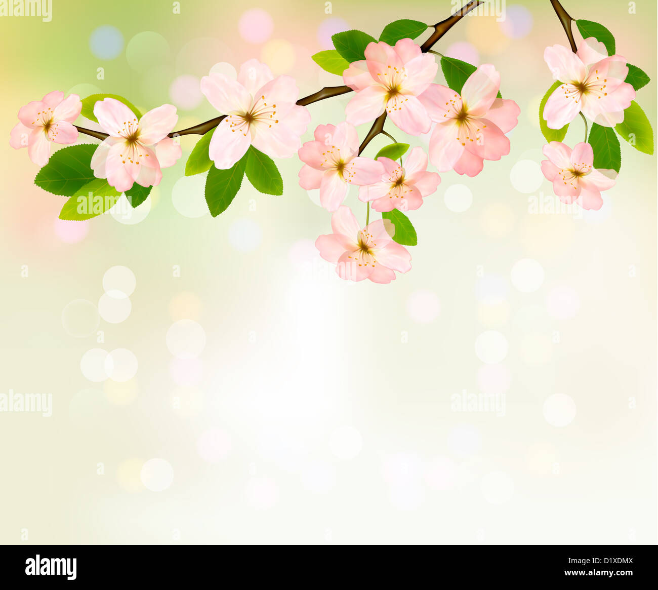 Spring background with blossoming tree brunch with spring flowers ...
