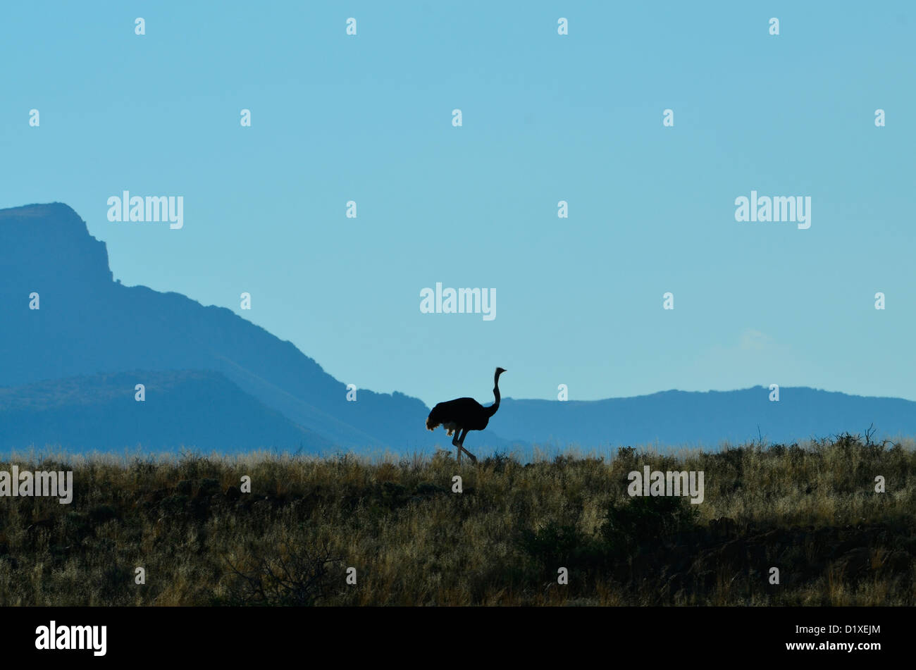 Black male ostrich on horizon with blue mountains of Karoo National ...