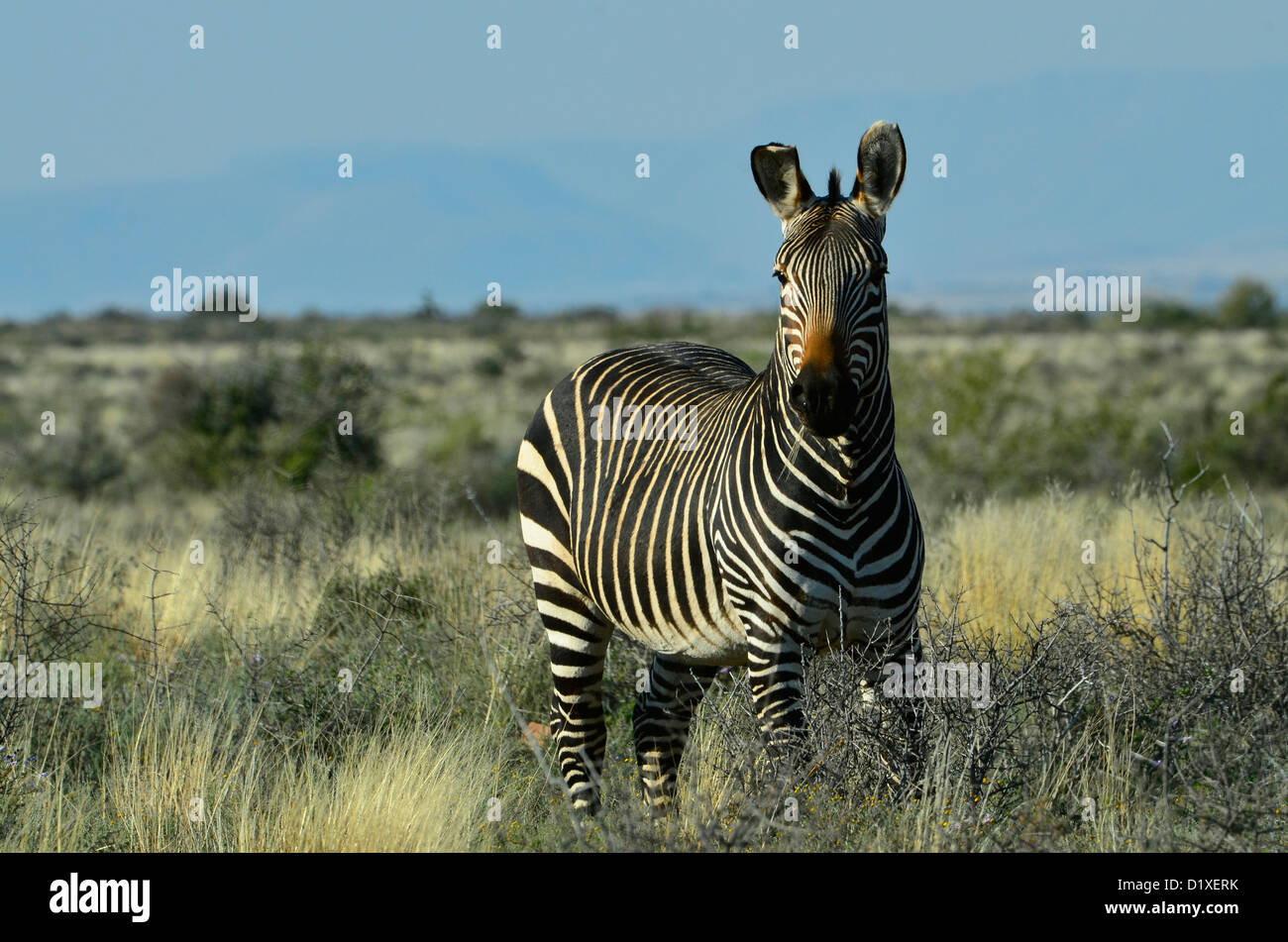 Cape mountain zebra stallion in Karoo National Park, South Africa Stock ...