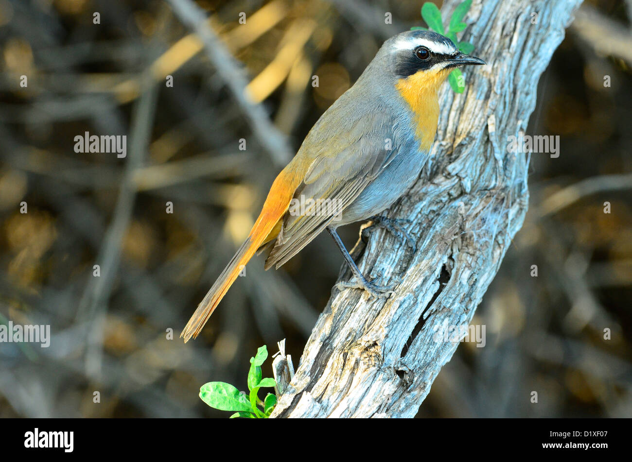 Cape robin chat in Karoo National Park, South Africa Stock Photo - Alamy
