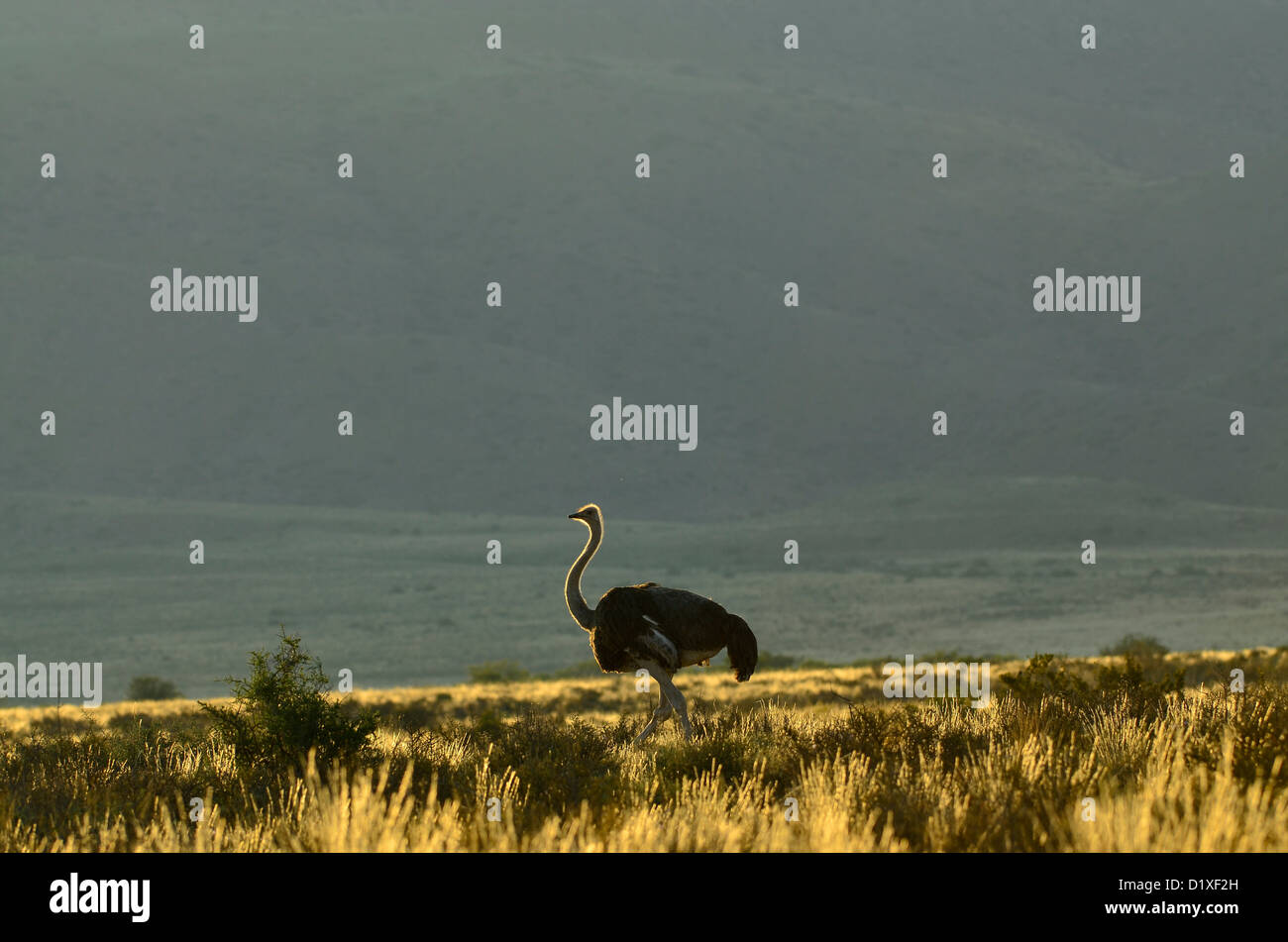 South africa karoo grassland hi-res stock photography and images - Alamy