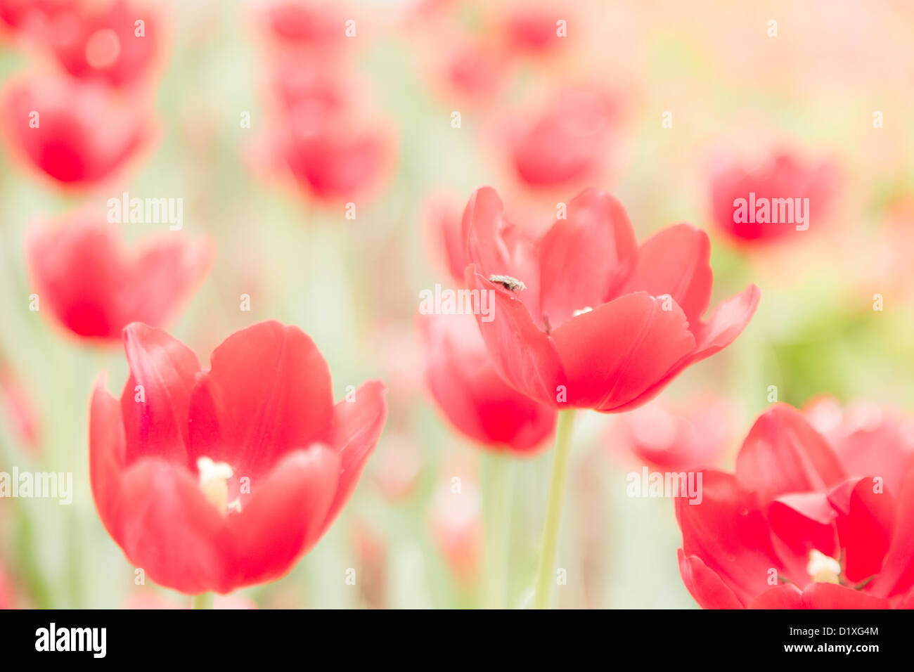 Insect romance hi-res stock photography and images - Alamy