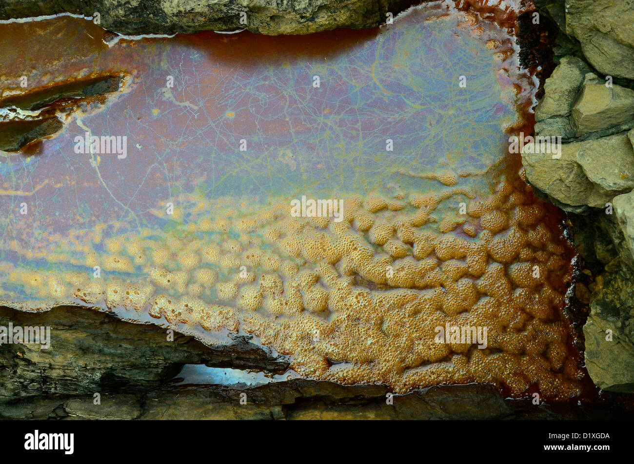 Colourful oily layer on water, Tsitsikama National Park, South Africa ...