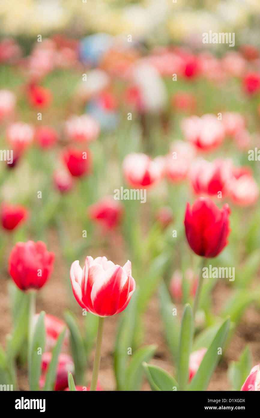 two tone color tulip flower in garden with tulip flower in background ...