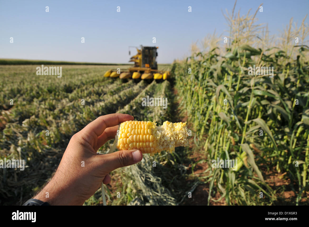 A John Deere Corn picker in a corn field ready for harvesting ...