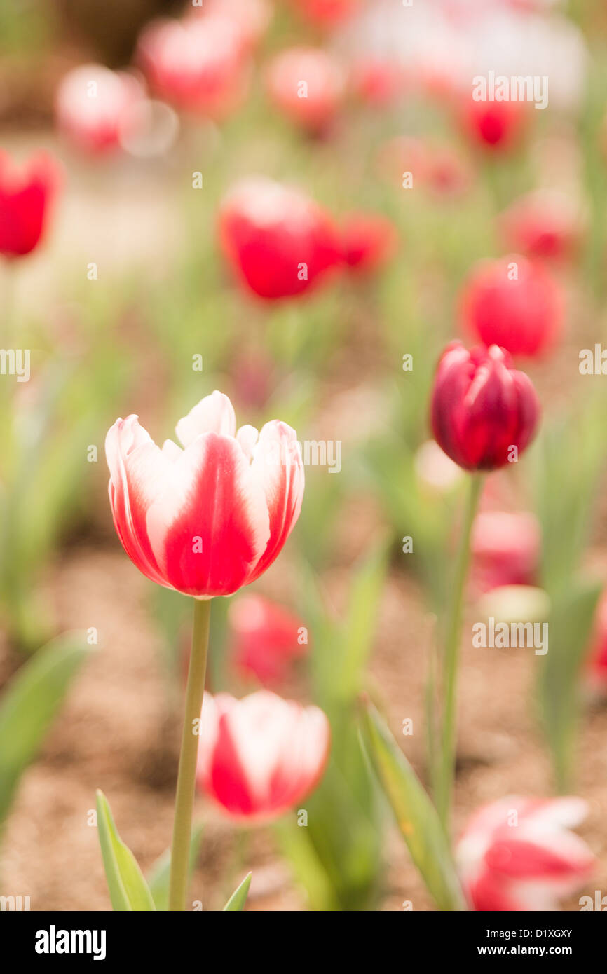 two tone color tulip flower in garden with tulip flower in background ...