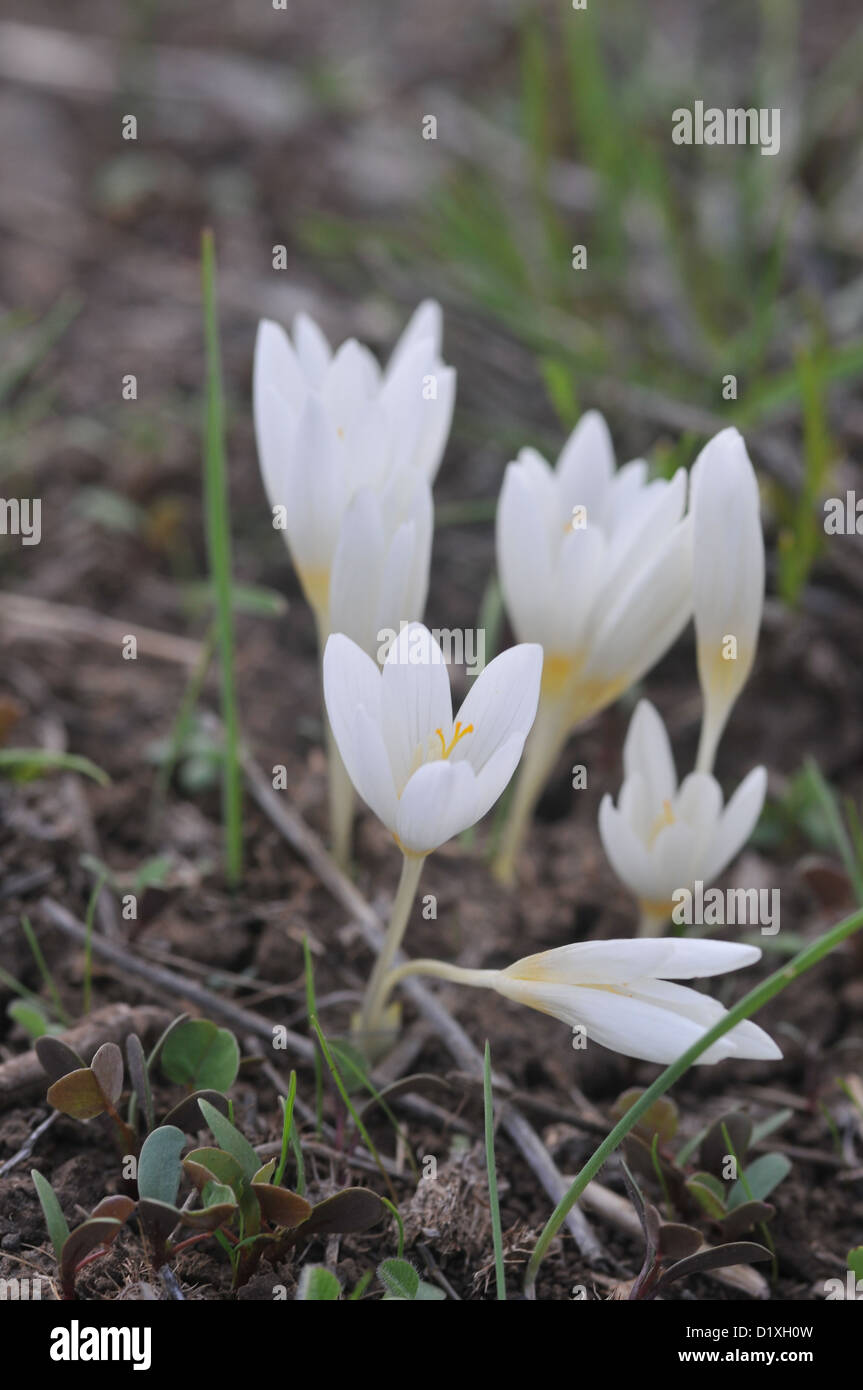 Crocus ochroleucus hi-res stock photography and images - Alamy