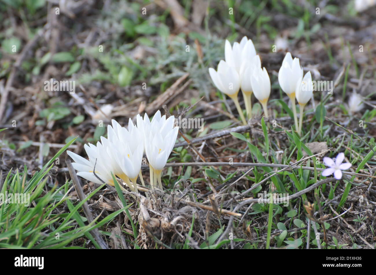 Crocus ochroleucus, commonly known as Winter Crocus, or just Crocus ...