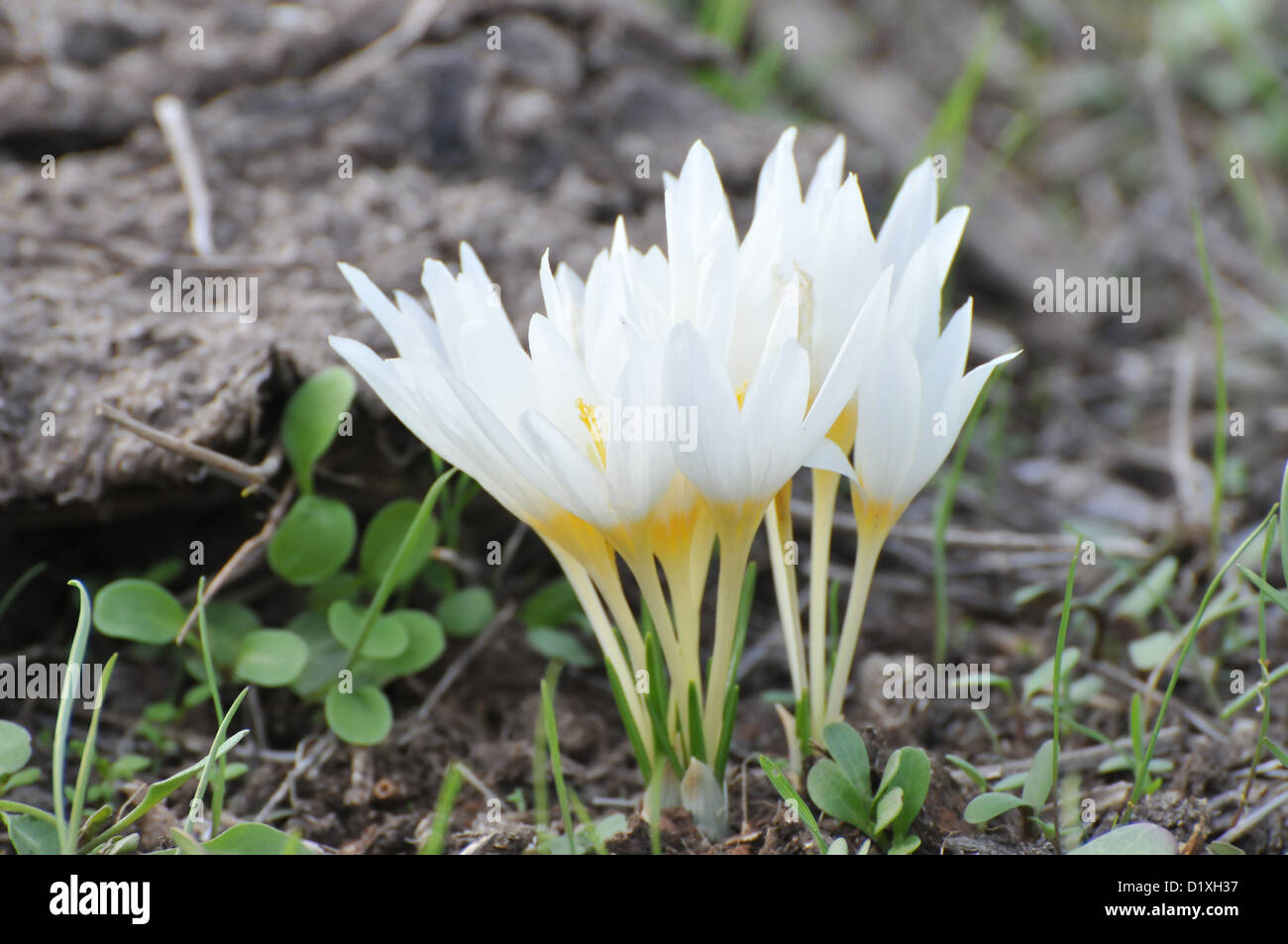 Crocus ochroleucus hi-res stock photography and images - Alamy