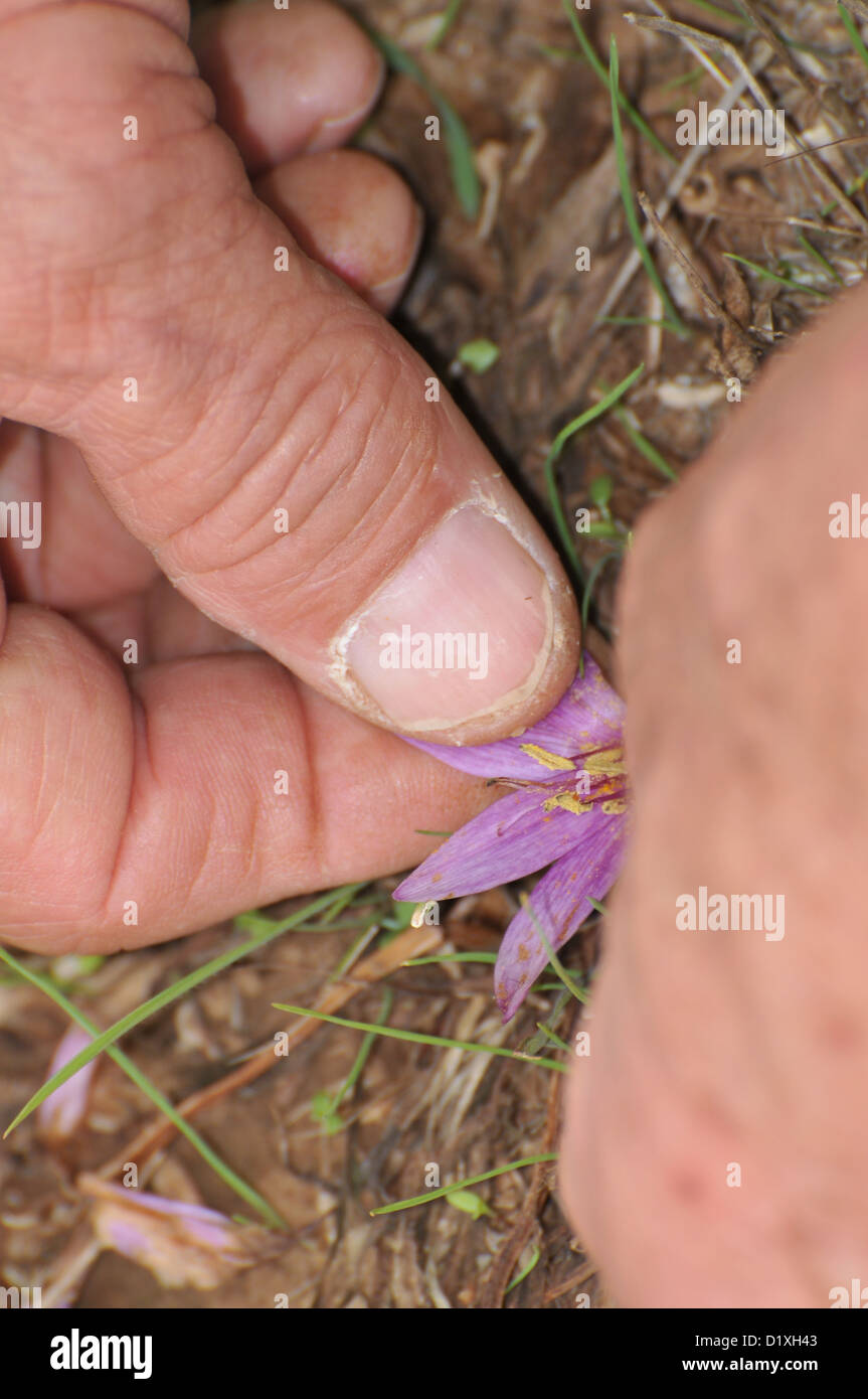 Botanist explains the growth cycle of an Autumn Crocus (Crocus ...
