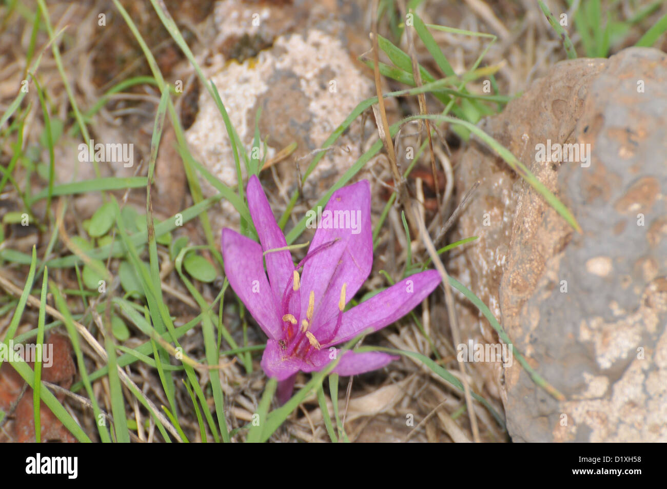 Monocot seeds hi-res stock photography and images - Alamy
