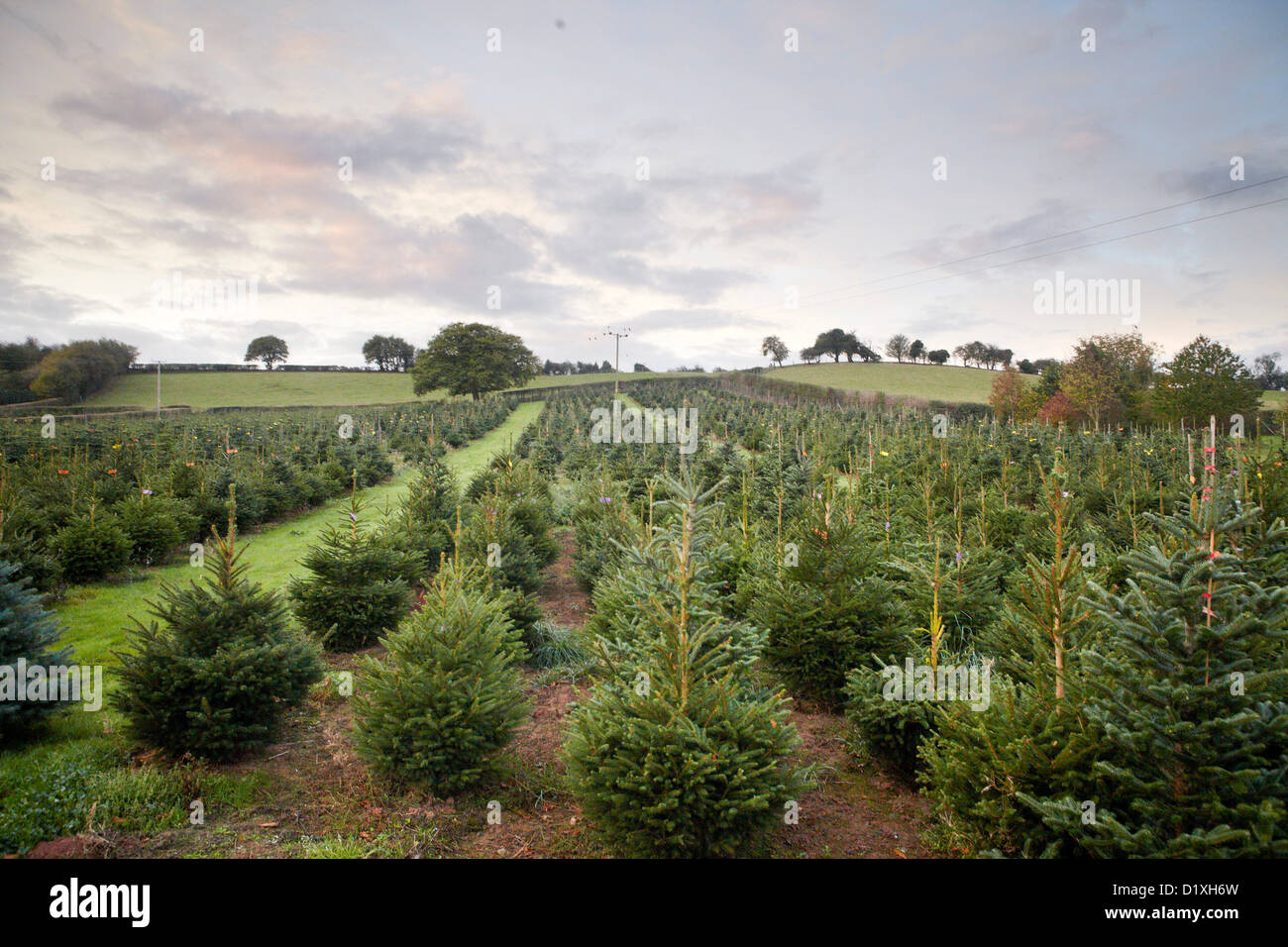 Christmas Tree Farm Stock Photo - Alamy