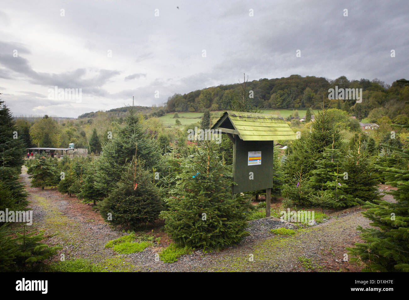 Christmas Tree Farm Stock Photo - Alamy
