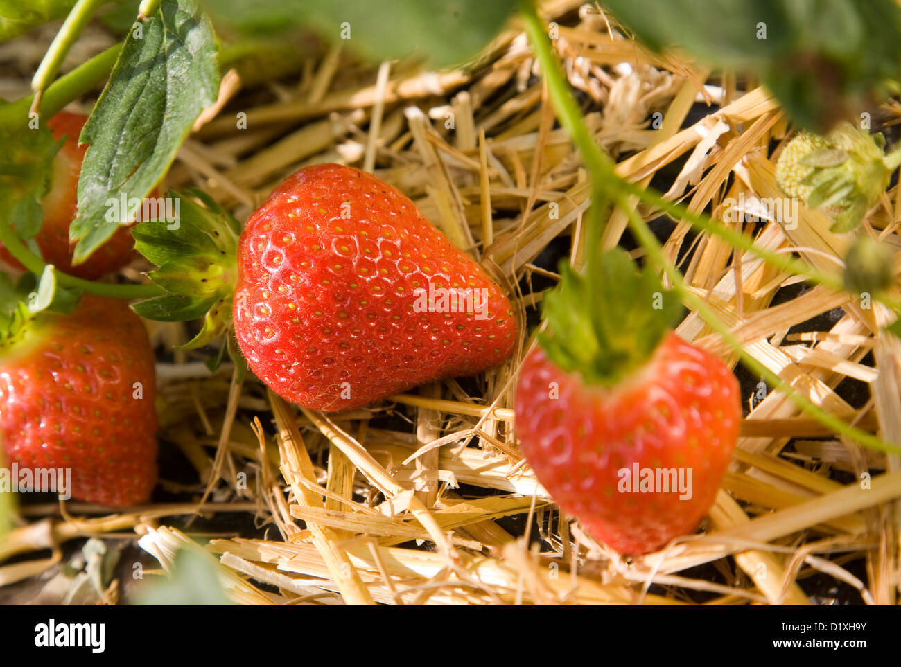 Kent strawberries hi-res stock photography and images - Alamy